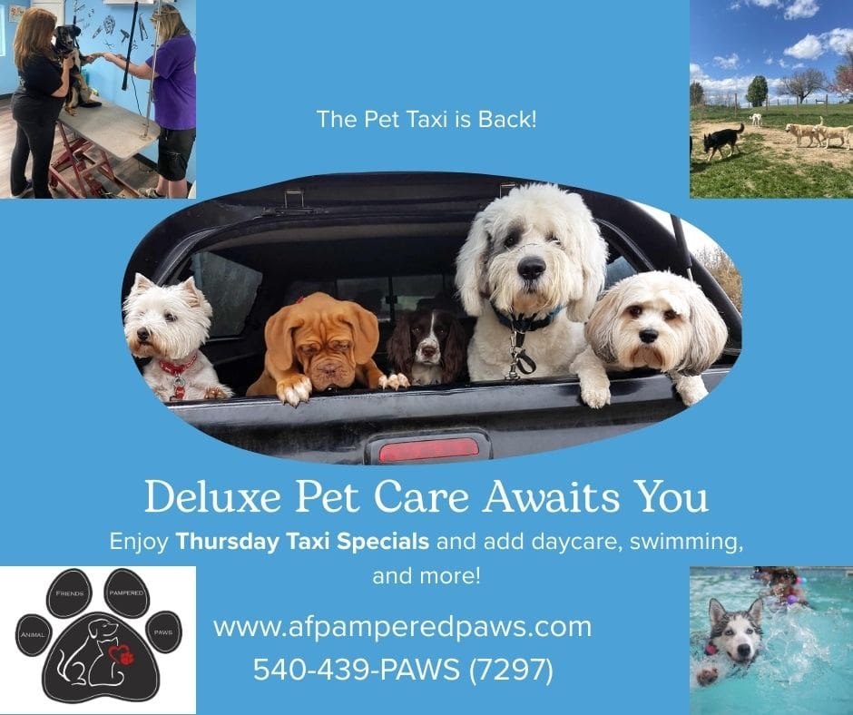 Pet Taxi | Animal Friends' Pampered Paws