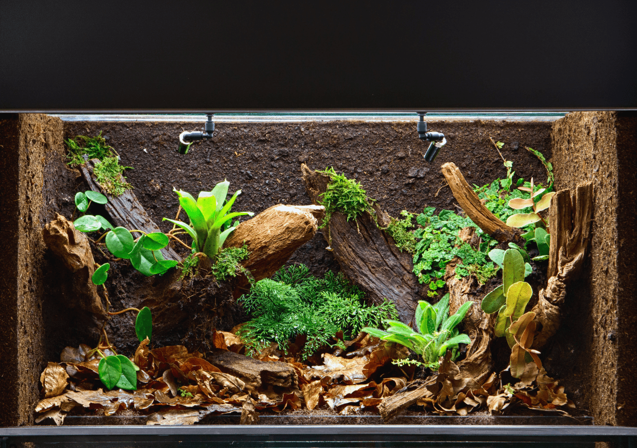 Professional Lizard Boarding Services in Bealeton, VA