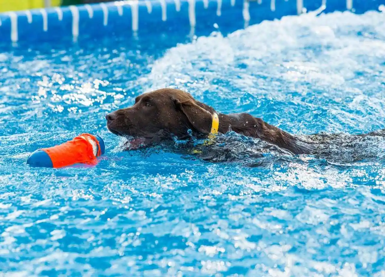 Dog Swimming Lessons in Culpeper VA | Fun & Fitness